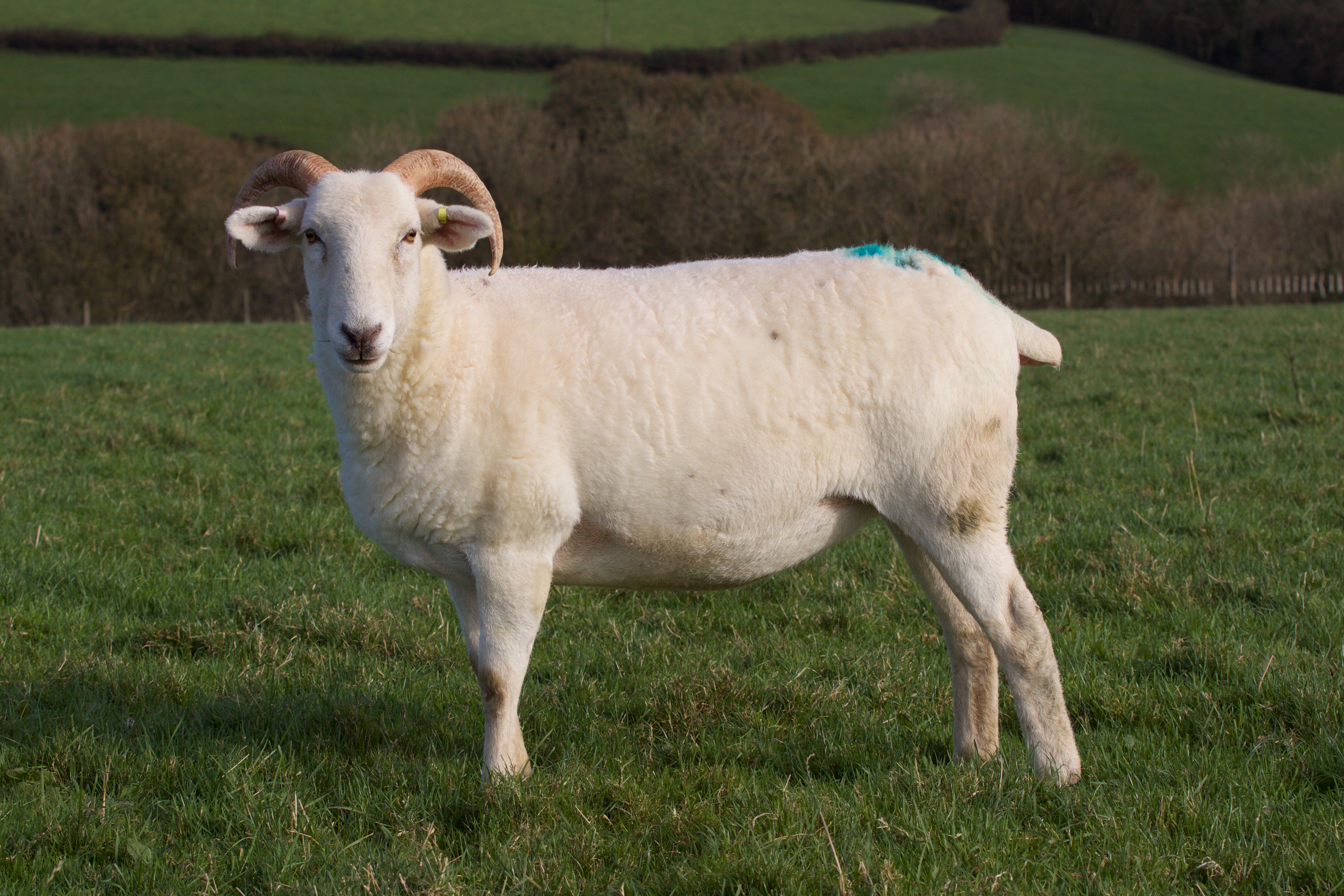 Looking for Inspiration – Wiltshire Horn Sheep Society Ltd (WHSS)