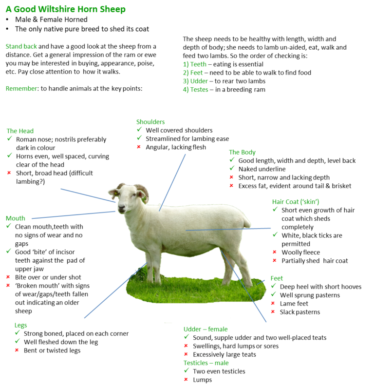 Breed Standard & Illustration – Wiltshire Horn Sheep Society Ltd (WHSS)